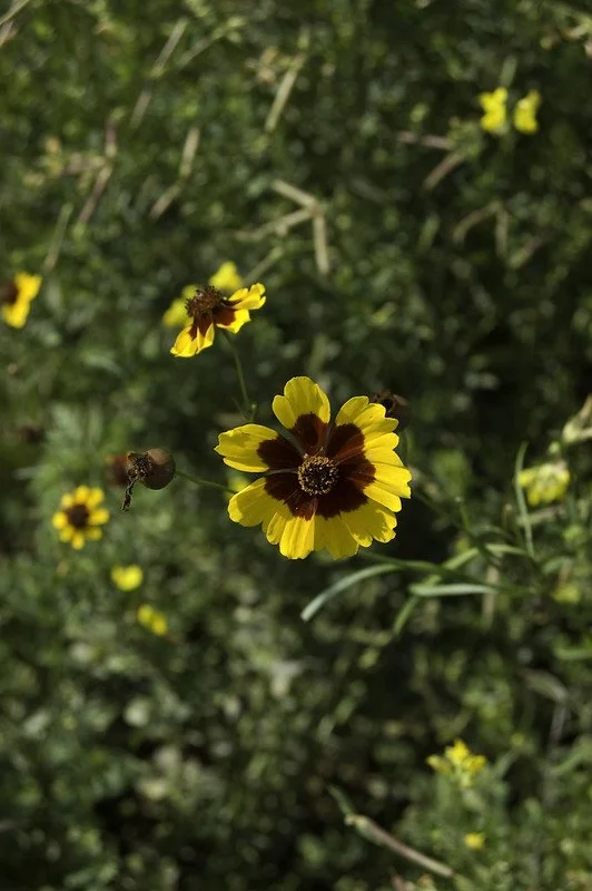 White Snakeroot Seeds (Ageratina altissima) — Native Yardening