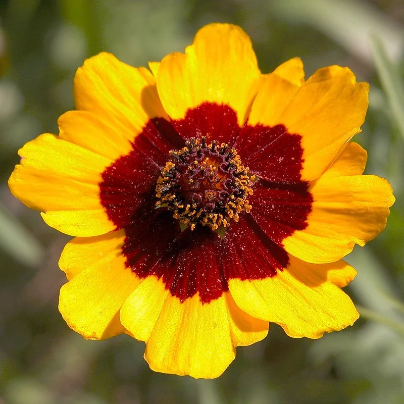 Downy Sunflower Seeds (Helianthus mollis) — Native Yardening