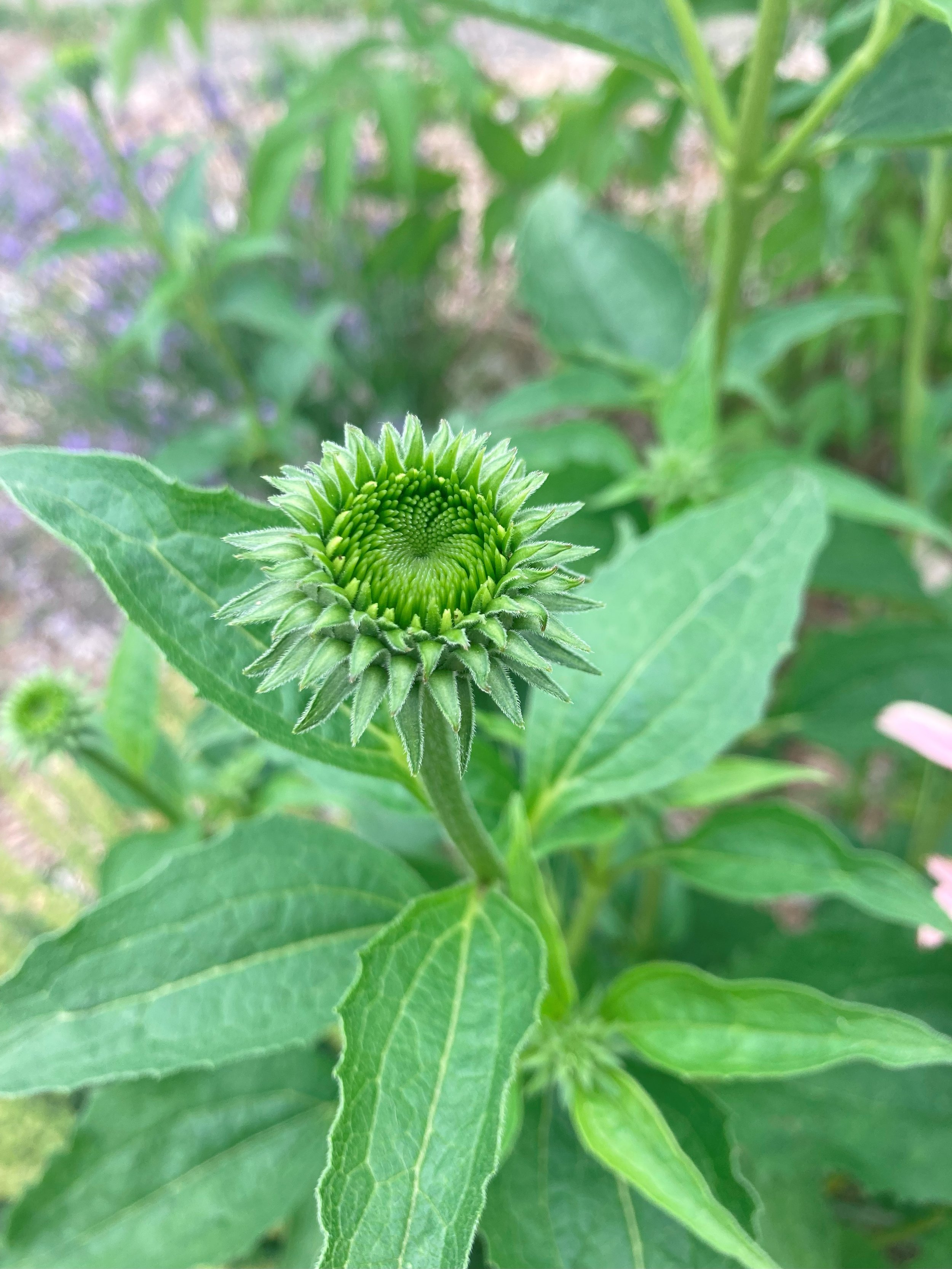 Downy Sunflower Seeds (Helianthus mollis) — Native Yardening