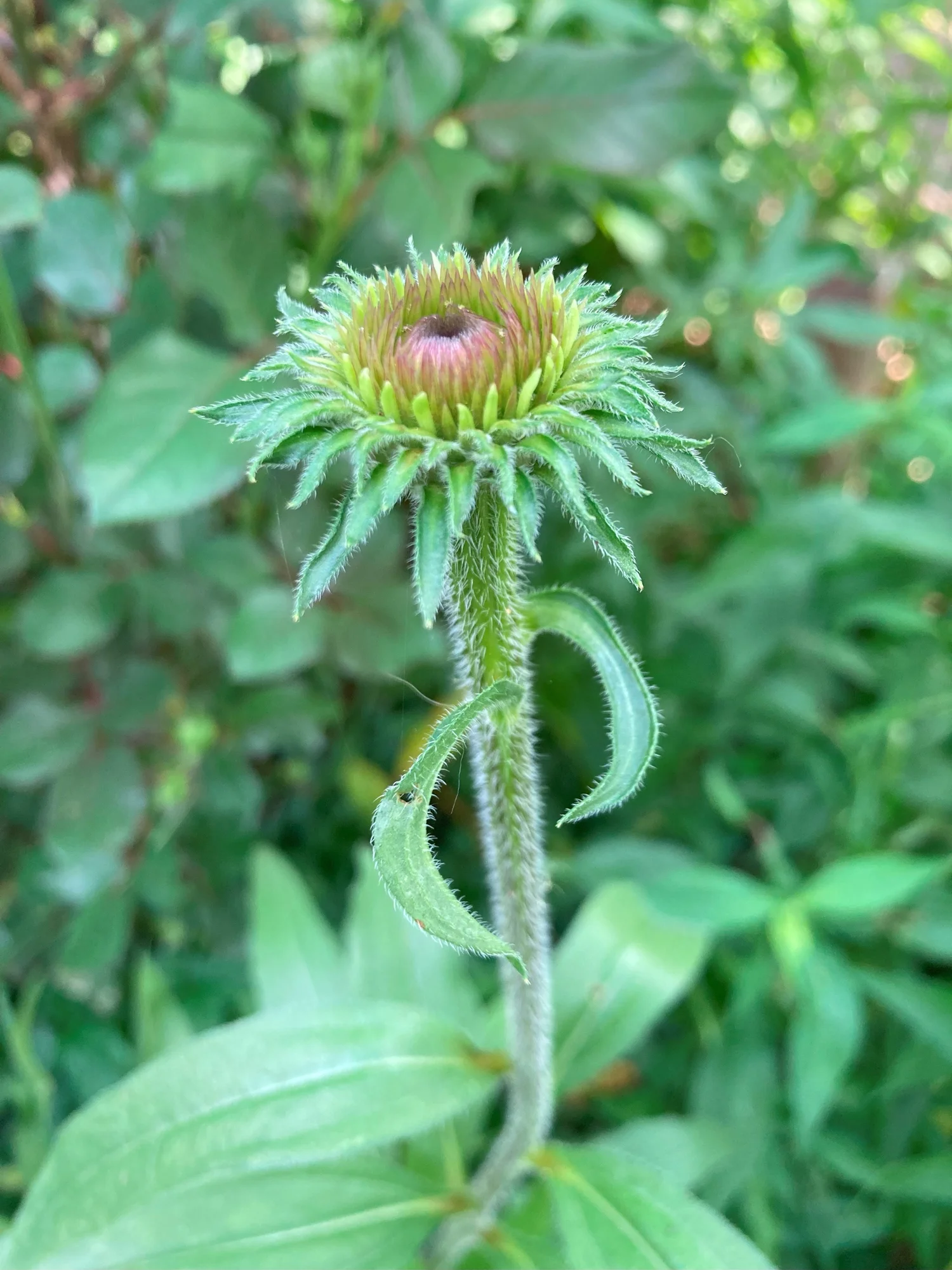 Downy Sunflower Seeds (Helianthus mollis) — Native Yardening