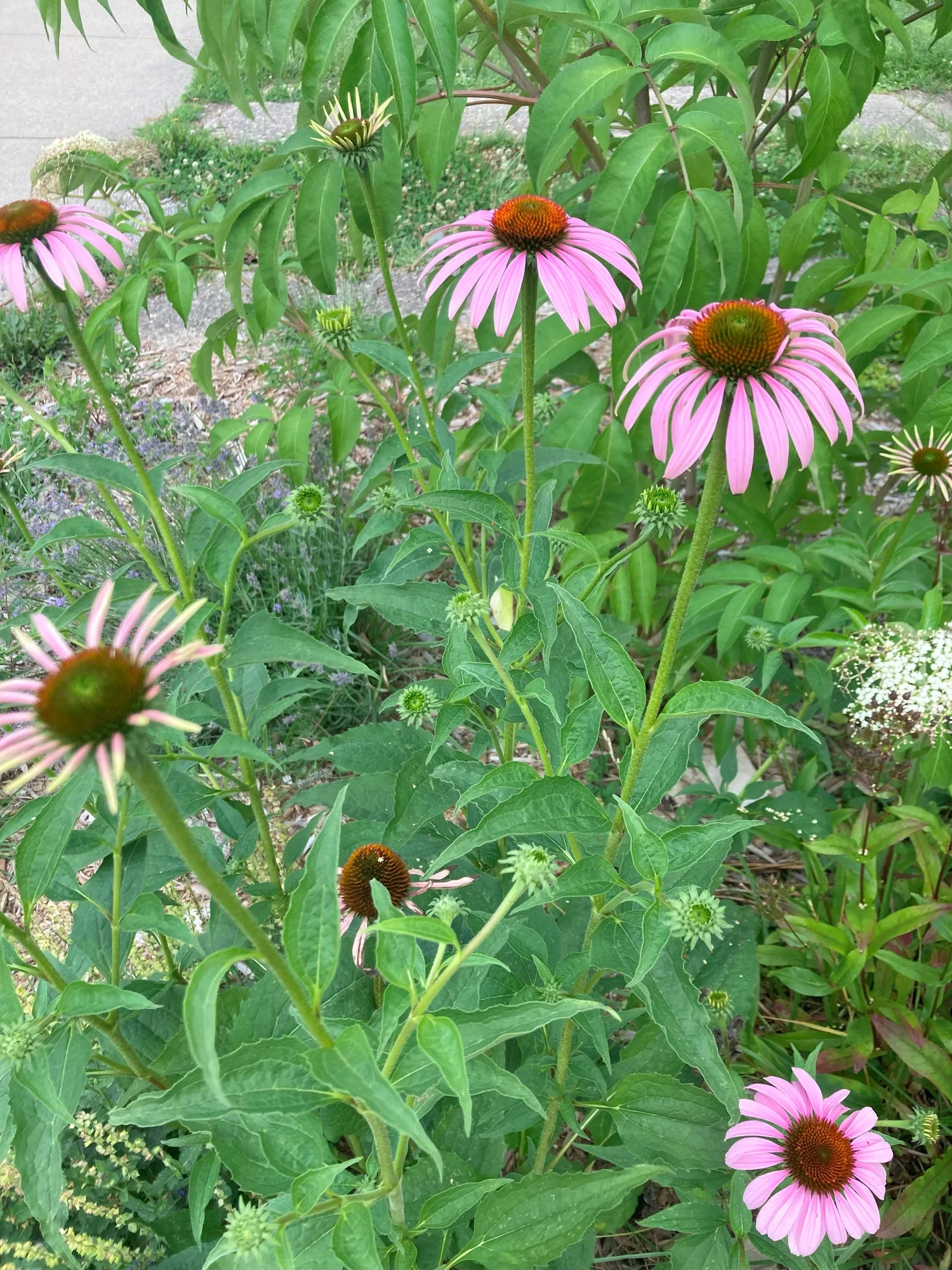 Downy Sunflower Seeds (Helianthus mollis) — Native Yardening