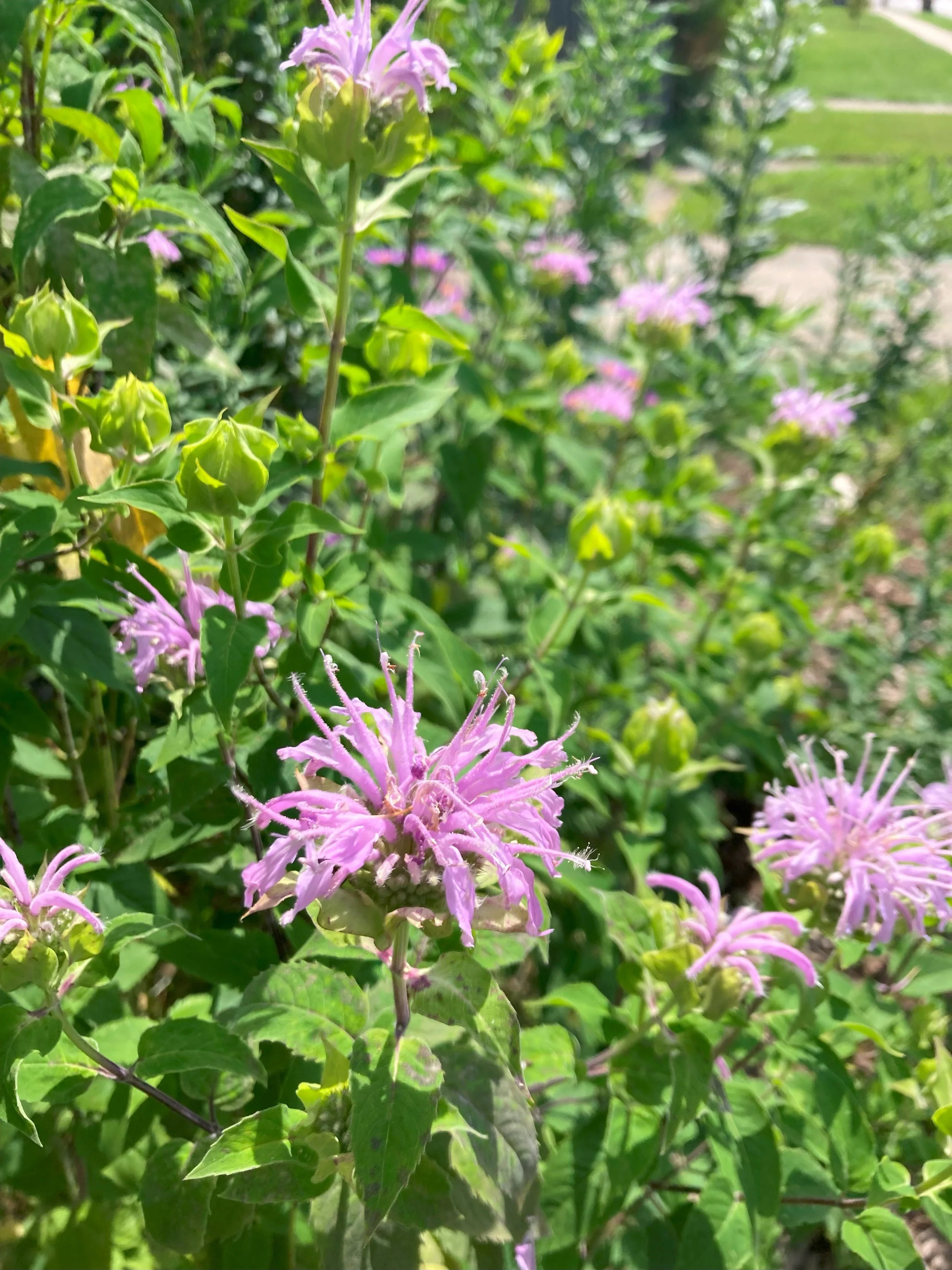 Downy Sunflower Seeds (Helianthus mollis) — Native Yardening