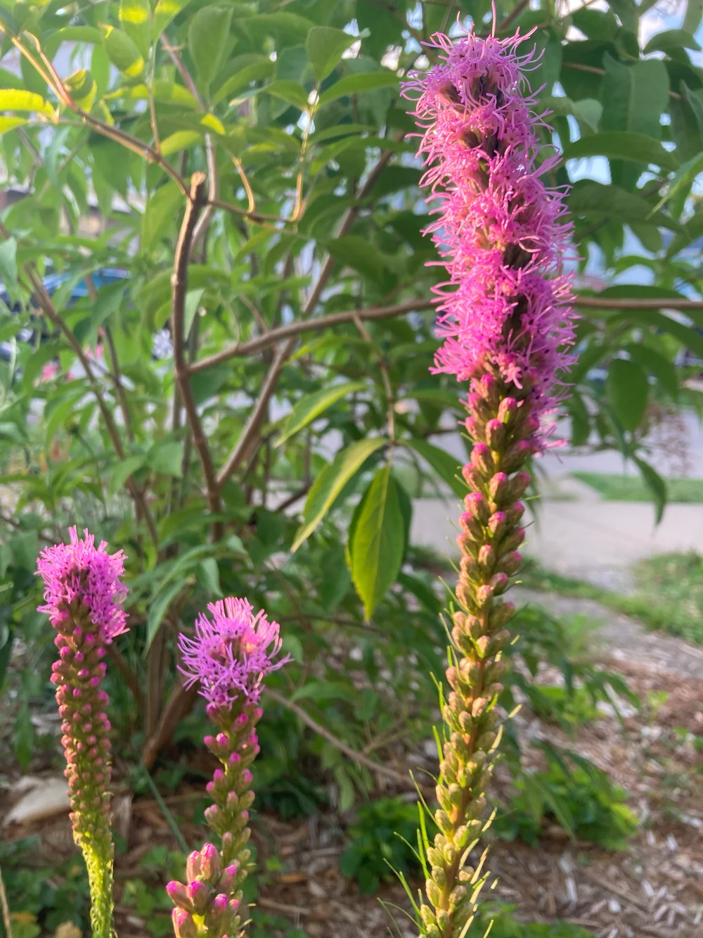 Bee Balm Seeds (Monarda fistulosa) — Native Yardening