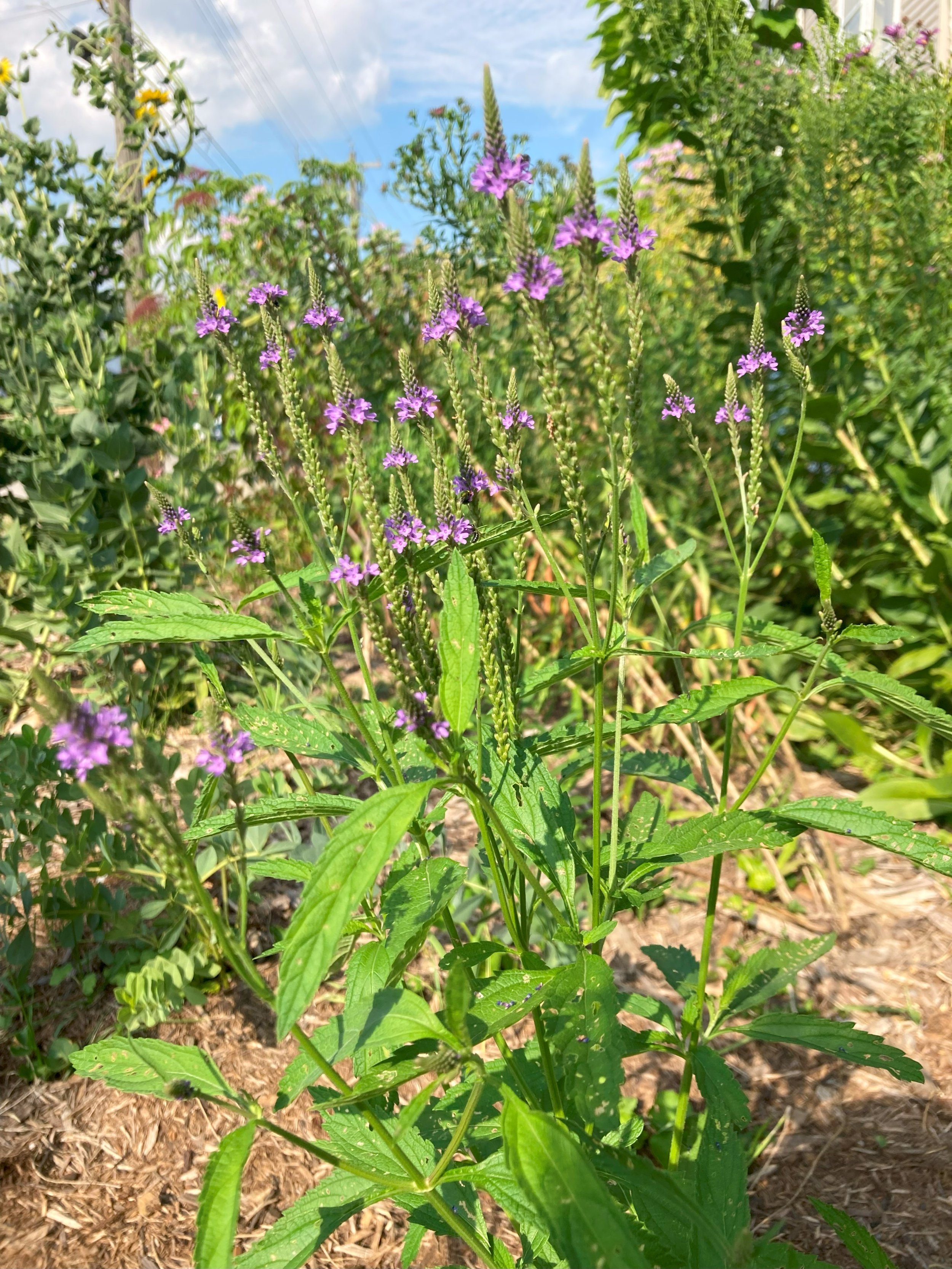 Downy Sunflower Seeds (Helianthus mollis) — Native Yardening
