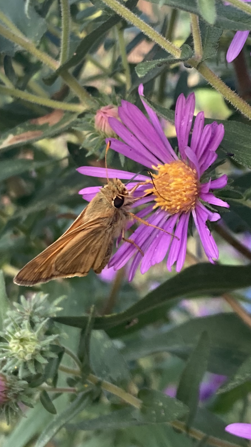 Downy Sunflower Seeds (Helianthus mollis) — Native Yardening