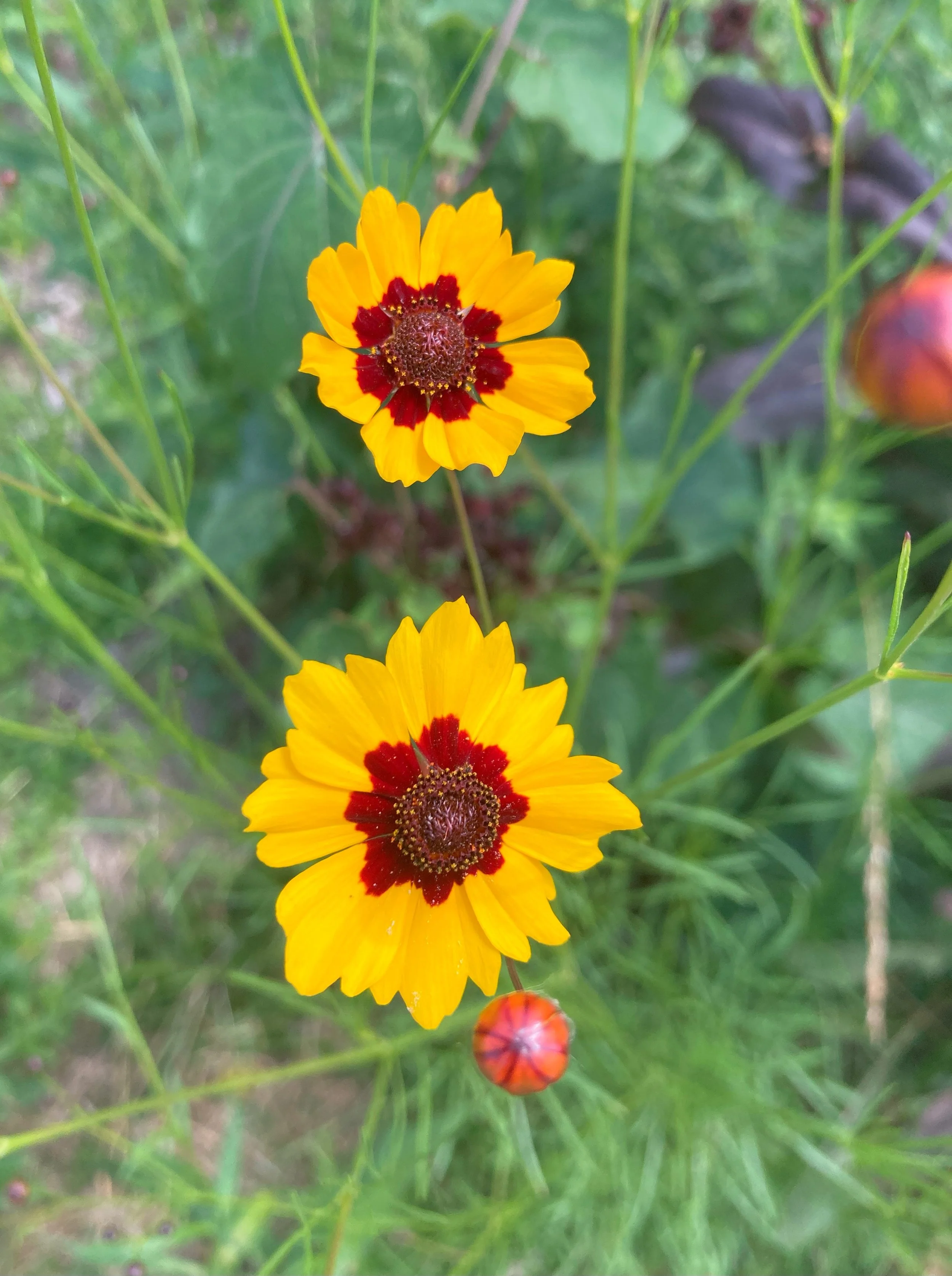 Downy Sunflower Seeds (Helianthus mollis) — Native Yardening