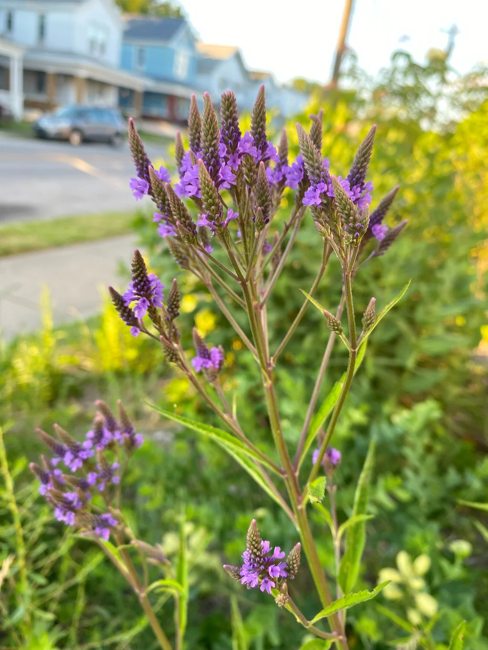 Downy Sunflower Seeds (Helianthus mollis) — Native Yardening