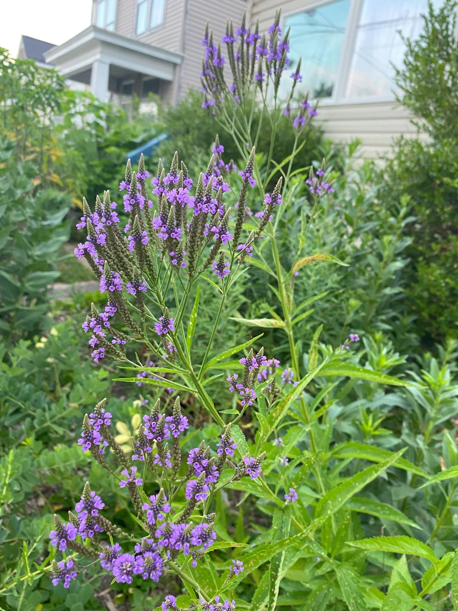 Downy Sunflower Seeds (Helianthus mollis) — Native Yardening