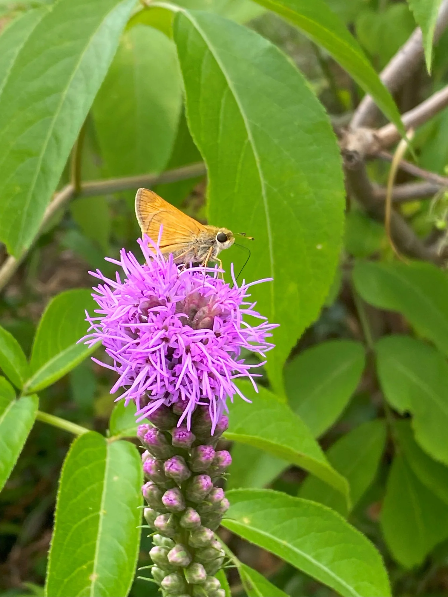 Bee Balm Seeds (Monarda fistulosa) — Native Yardening