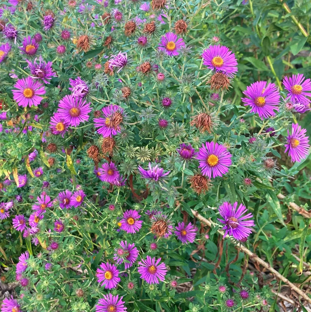 New England Aster Seeds (Symphyotrichum novae-angliae) — Native Yardening
