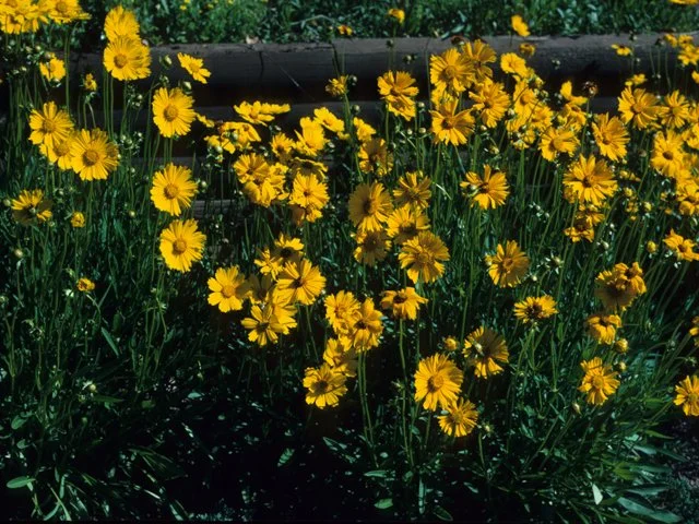 How Do I Find Plants Native to My Area? — Native Yardening