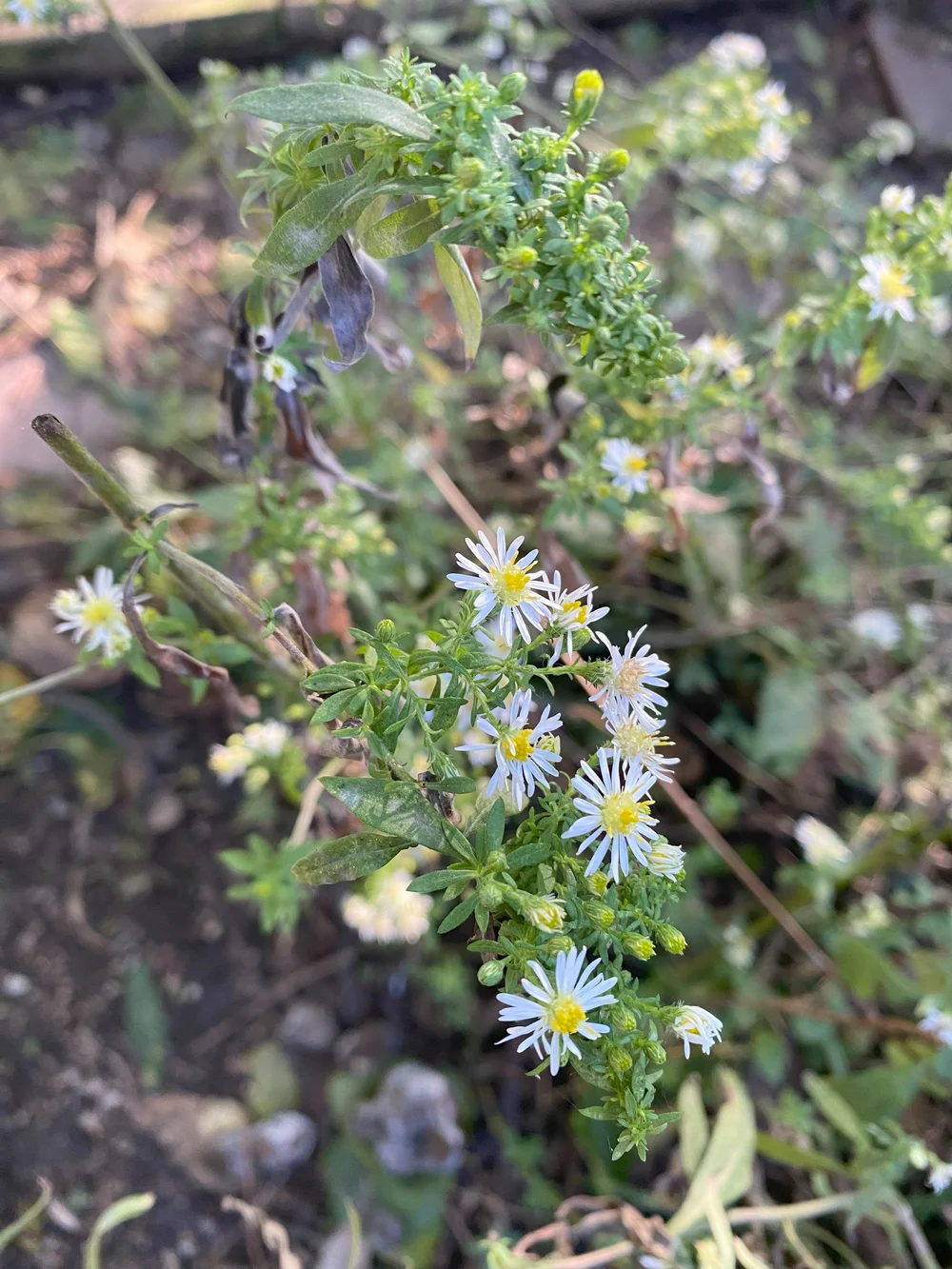 New England Aster Seeds (Symphyotrichum novae-angliae) — Native Yardening