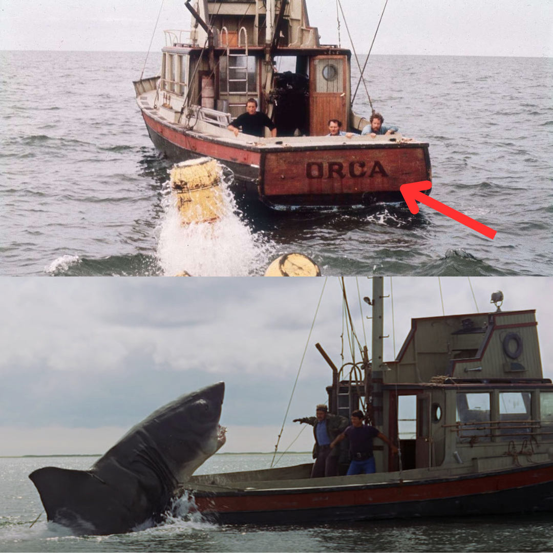 Could a Great White shark kill an Orca (Killer Whale)? — The Daily Jaws