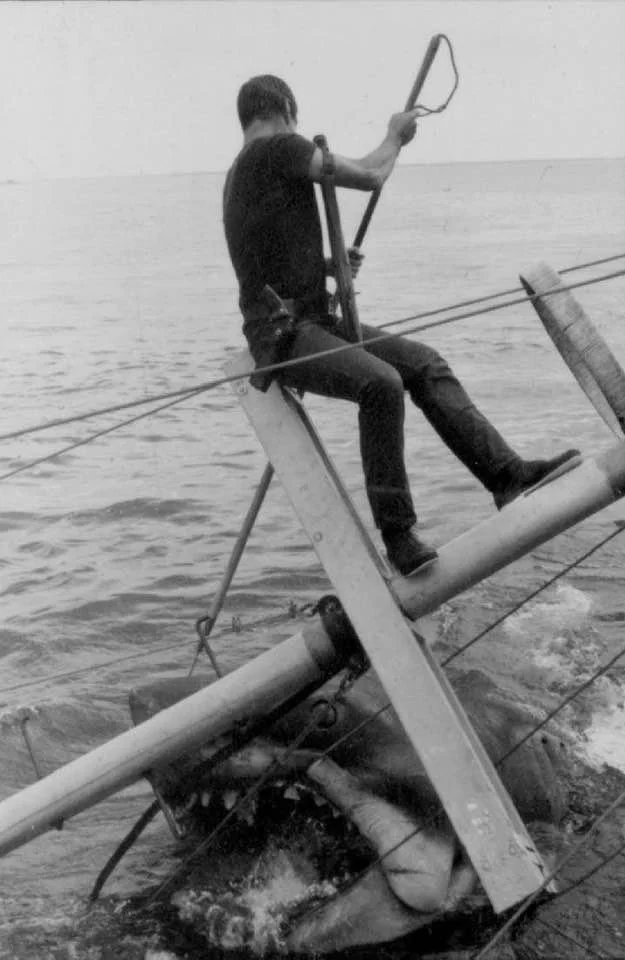 The Ripple Effect: How "JAWS" altered the ocean's apex predator ...