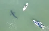 Comparing the fake shark in JAWS to a real Great White — The Daily Jaws