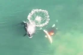 Orca's revenge on Jaws sharks — The Daily Jaws