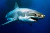 Comparing the fake shark in JAWS to a real Great White — The Daily Jaws