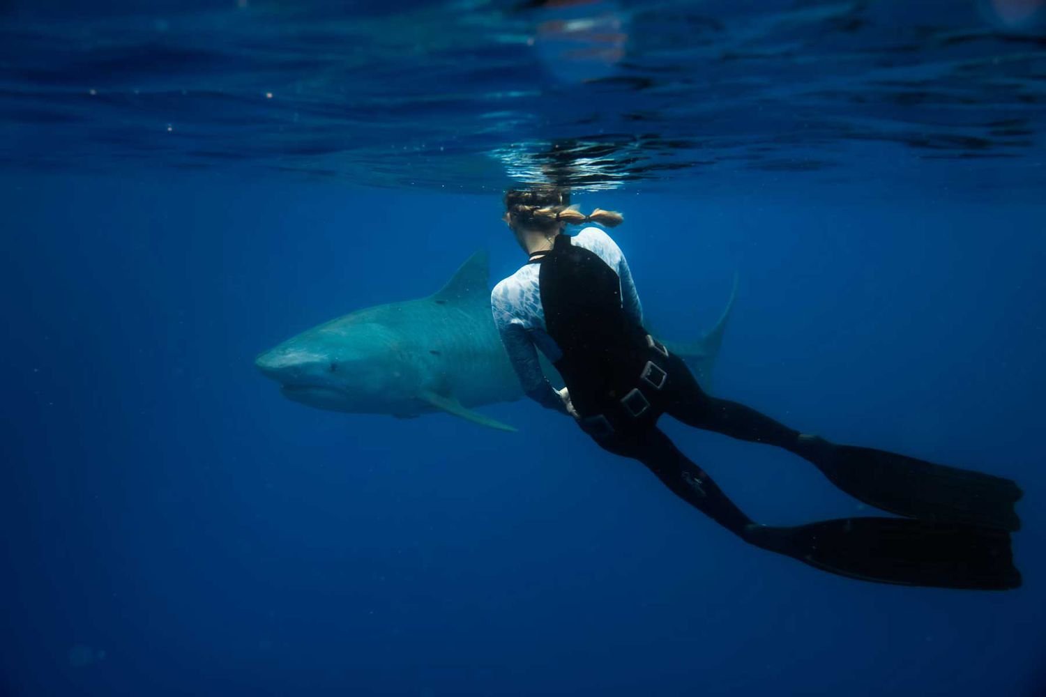 What to do if you are attacked by a shark — The Daily Jaws