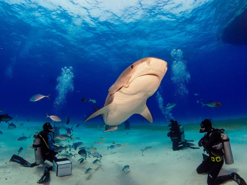 5 best countries to dive with sharks — The Daily Jaws
