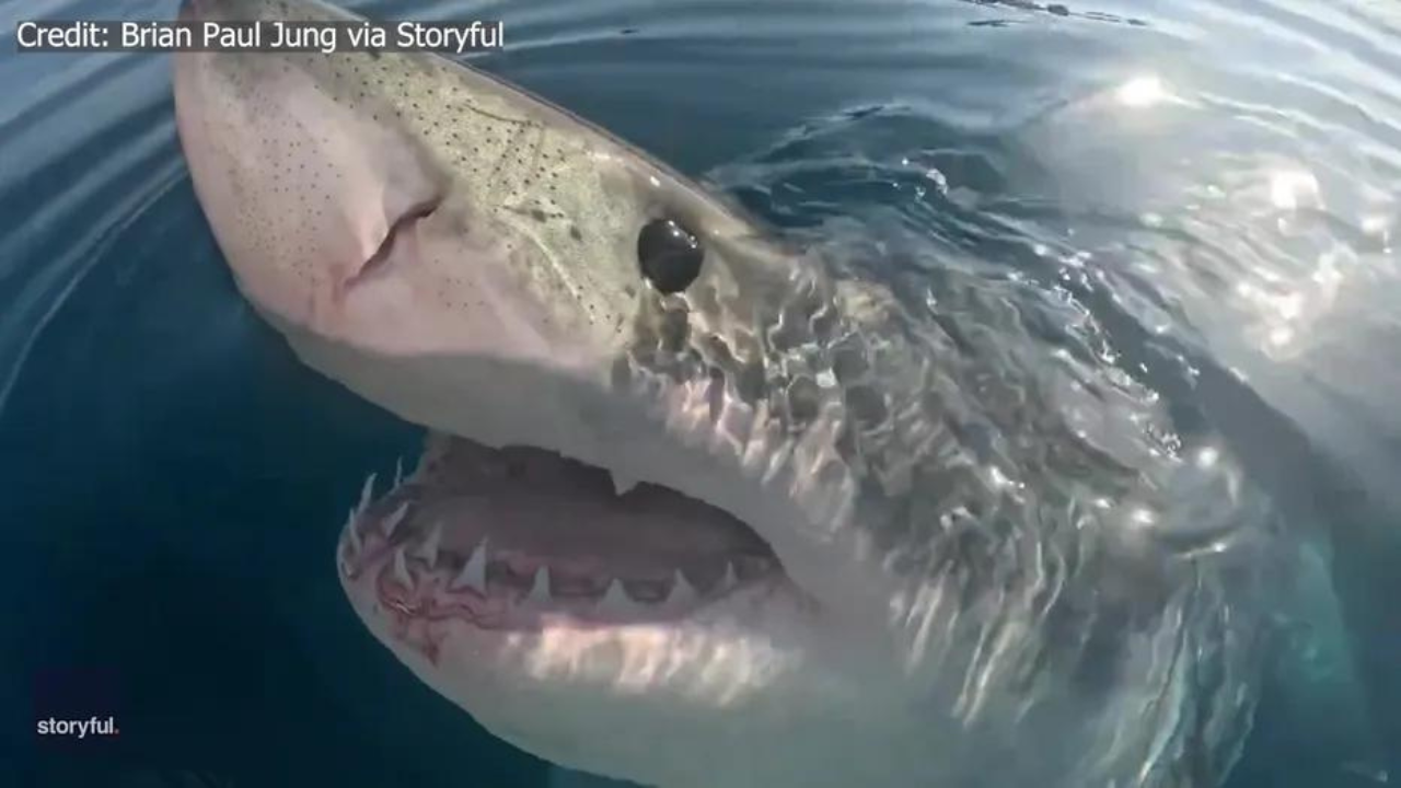 JAWS shark species seen 'adapting' to different environments for first ...