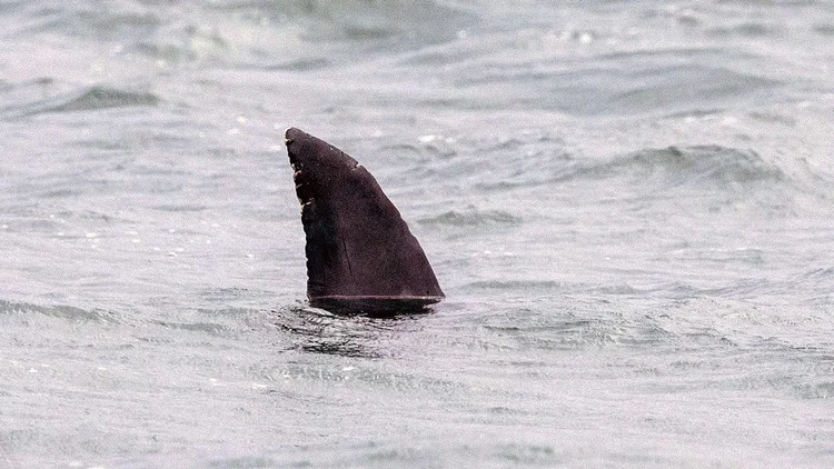 Shark fin hoax echoes scene from JAWS — The Daily Jaws