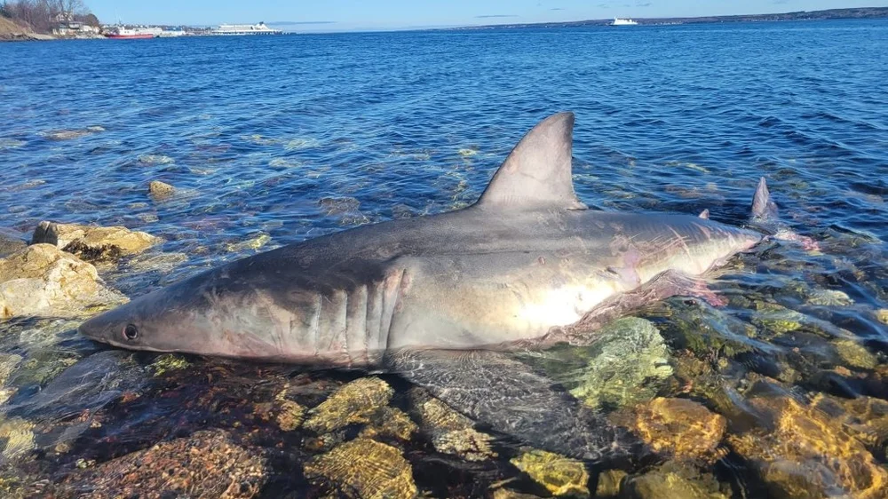 Mystery surrounds dead Great White sharks — The Daily Jaws