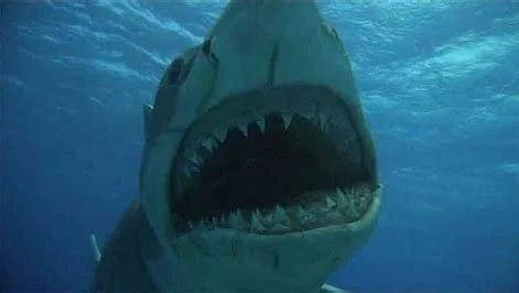 Jaws The Revenge shark gets a CGI special effects makeover — The Daily Jaws