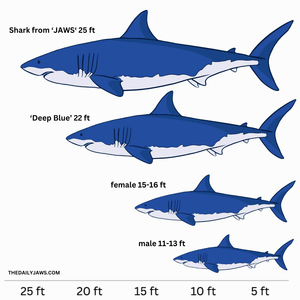 JAWS vs the largest Great White sharks ever recorded — The Daily Jaws