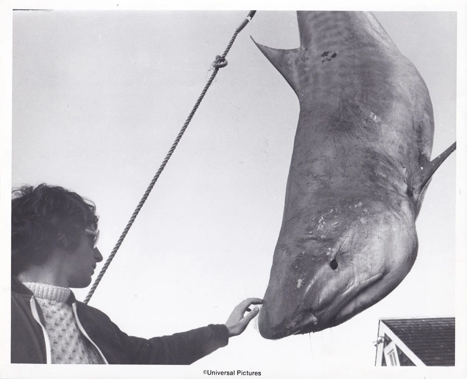 "A shark, not THE shark": The tale of 'Oscar' the Tiger shark in JAWS ...