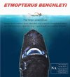 Etmopterus benchleyi: The shark named after JAWS author Peter Benchley ...