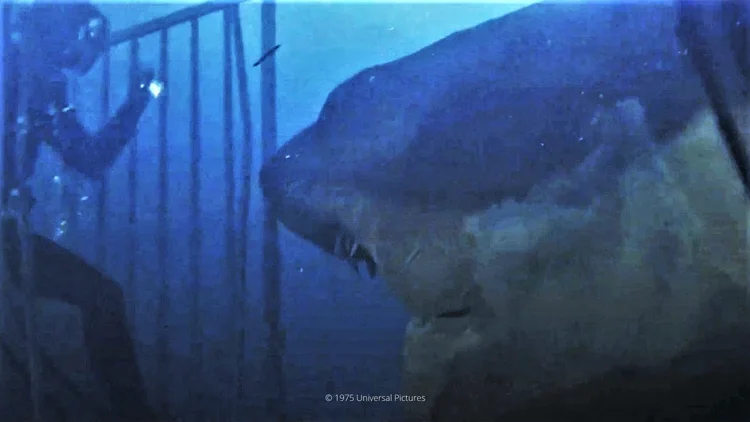 The REAL reason Hooper lives in Spielberg's JAWS — The Daily Jaws