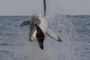 Comparing the fake shark in JAWS to a real Great White — The Daily Jaws