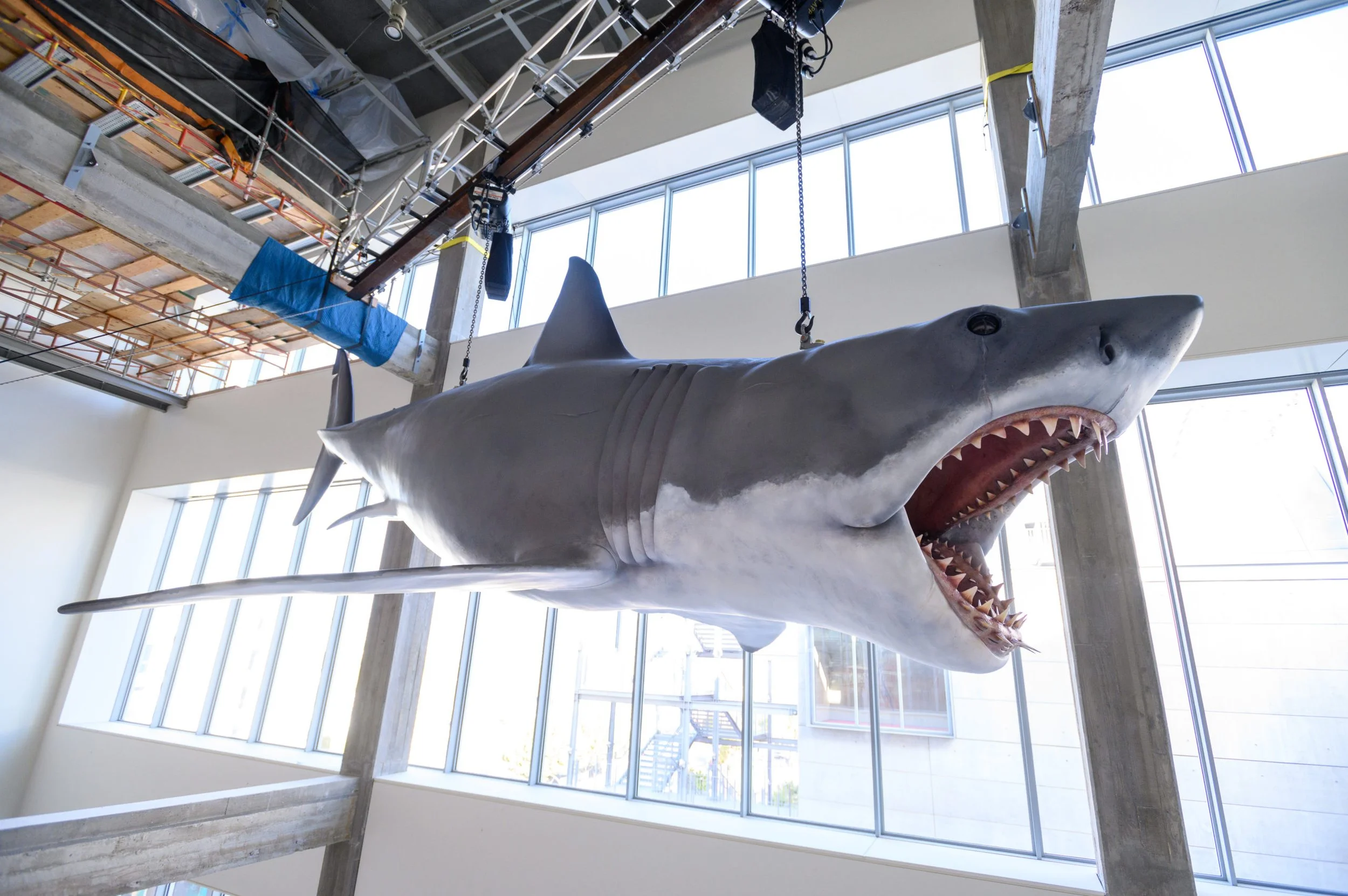 WHY THE SHARK FROM JAWS WAS NAMED 'BRUCE' — The Daily Jaws