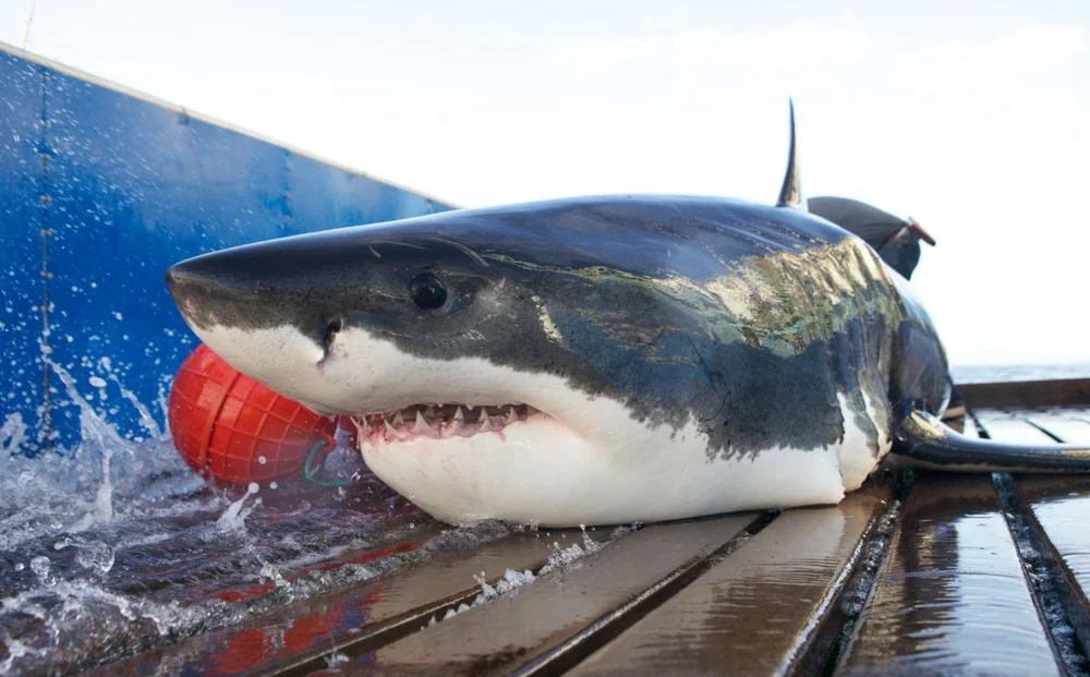 How JAWS has been a positive force for sharks for 50 years — The Daily Jaws