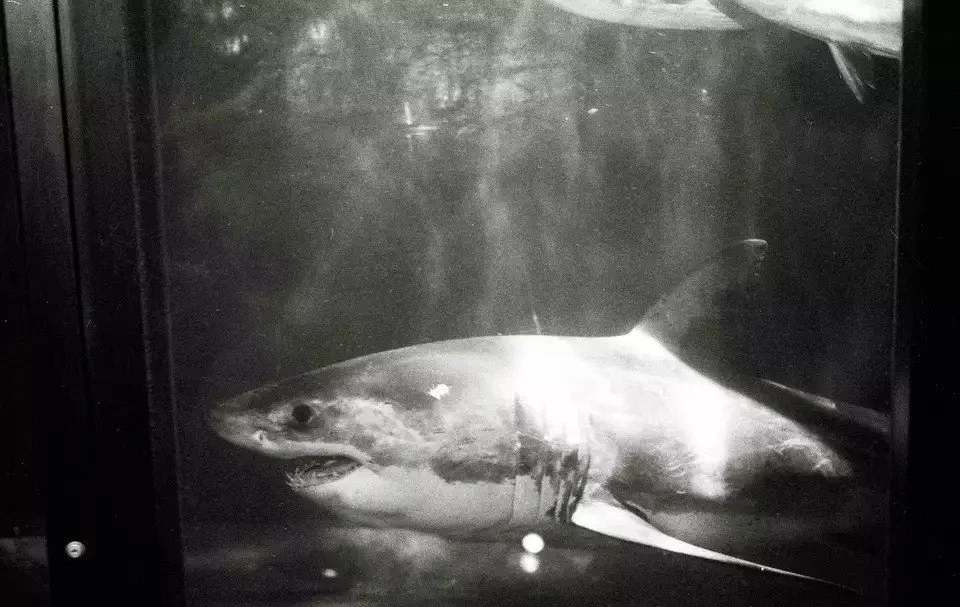 Sandy the 'JAWS' shark who lived in a San Francisco aquarium for five ...