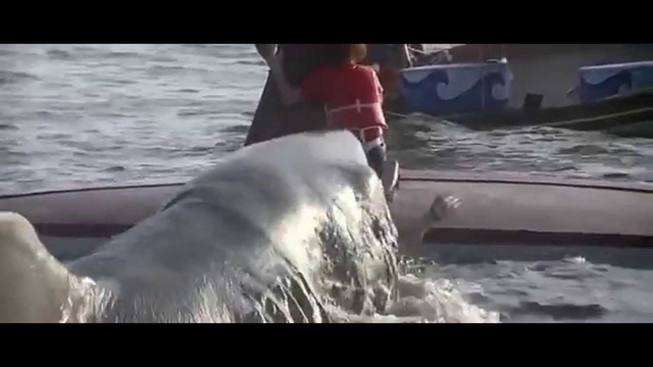 JAWS 2 and the Mandela effect — The Daily Jaws