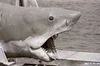 10 Things You (Probably) Didn't Know About 'Bruce' The Shark From Jaws ...