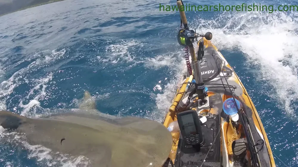 Tiger shark kayak ram caught on film! — The Daily Jaws
