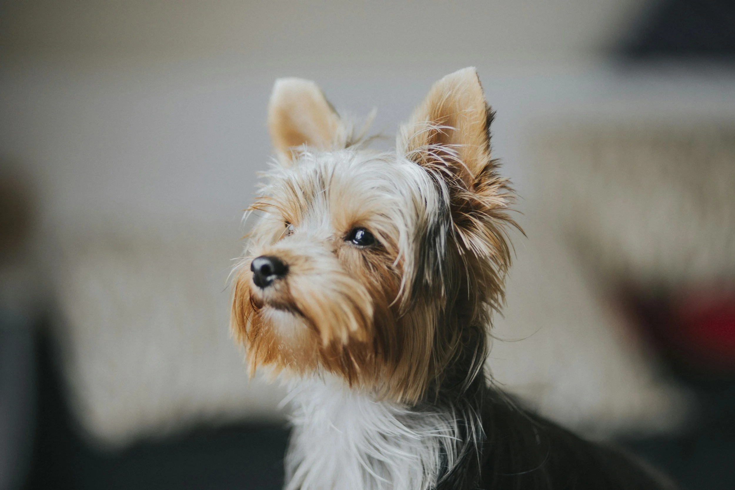 Comb & Collar Daycare & Grooming | Schedule Pet Grooming Today