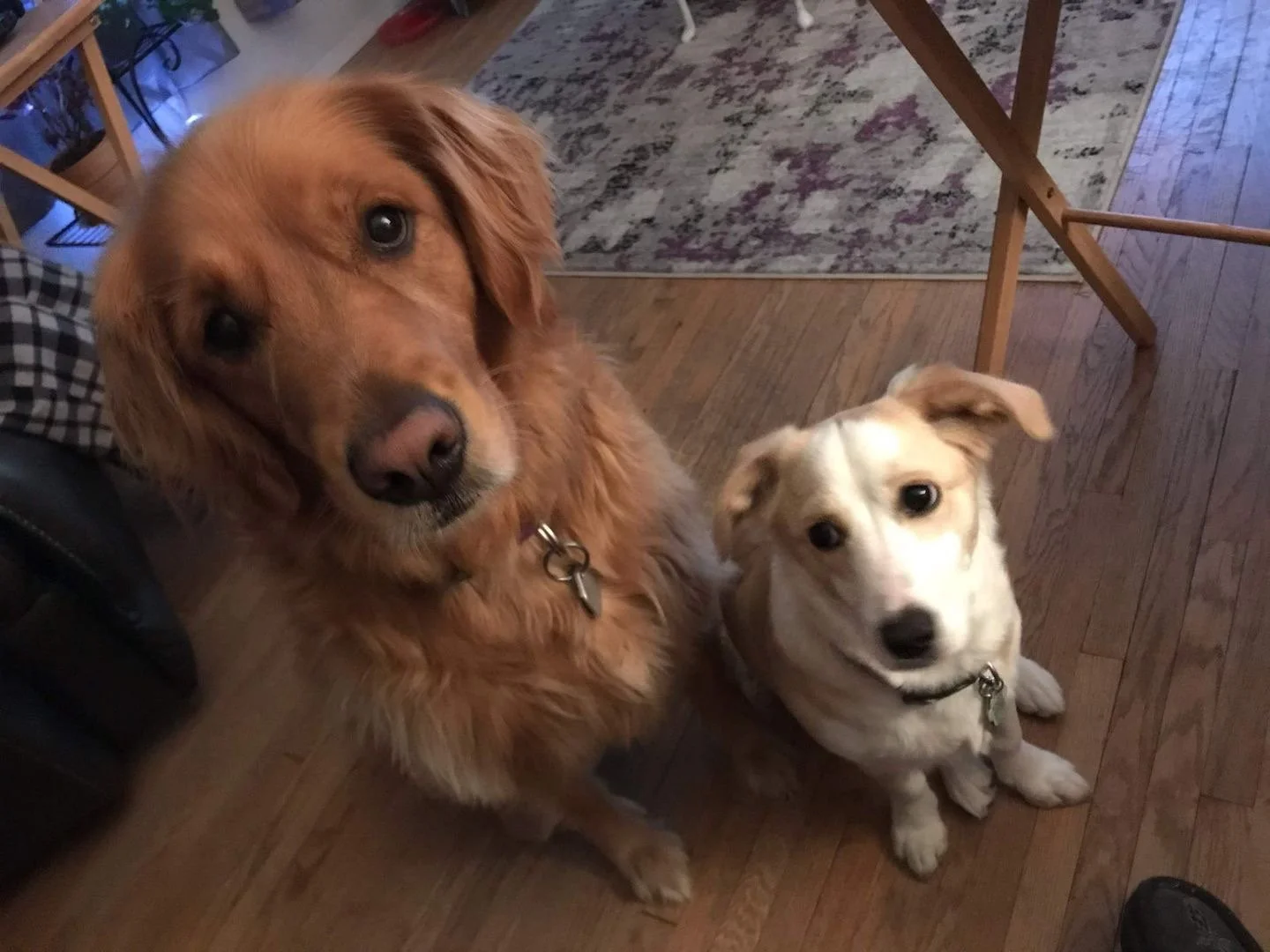 Comb & Collar Daycare & Grooming | Schedule Pet Grooming Today
