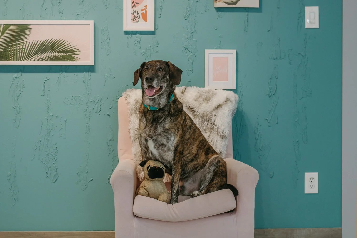 Comb & Collar Daycare & Grooming | Schedule Pet Grooming Today