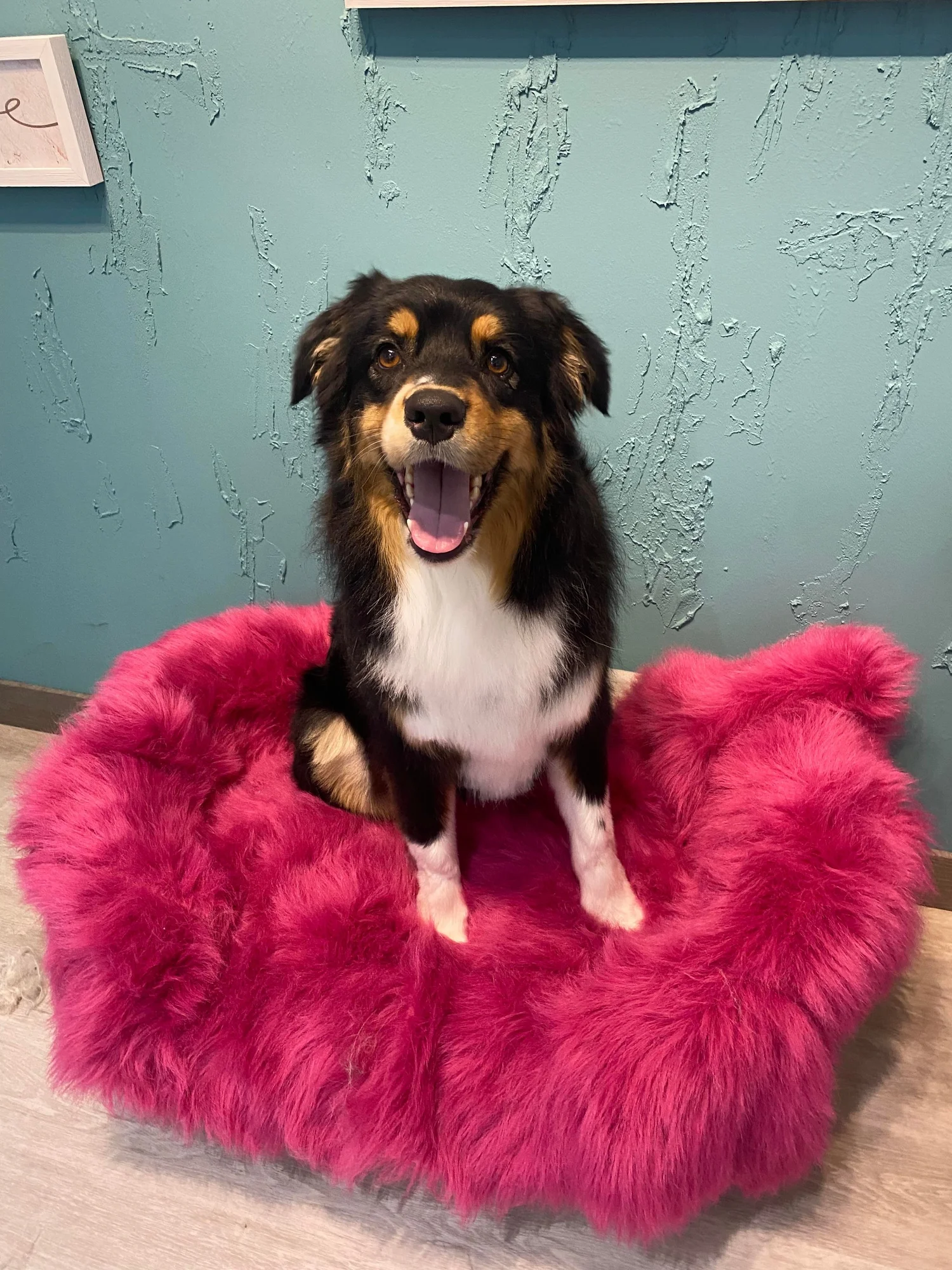 Comb & Collar Daycare & Grooming | Schedule Pet Grooming Today
