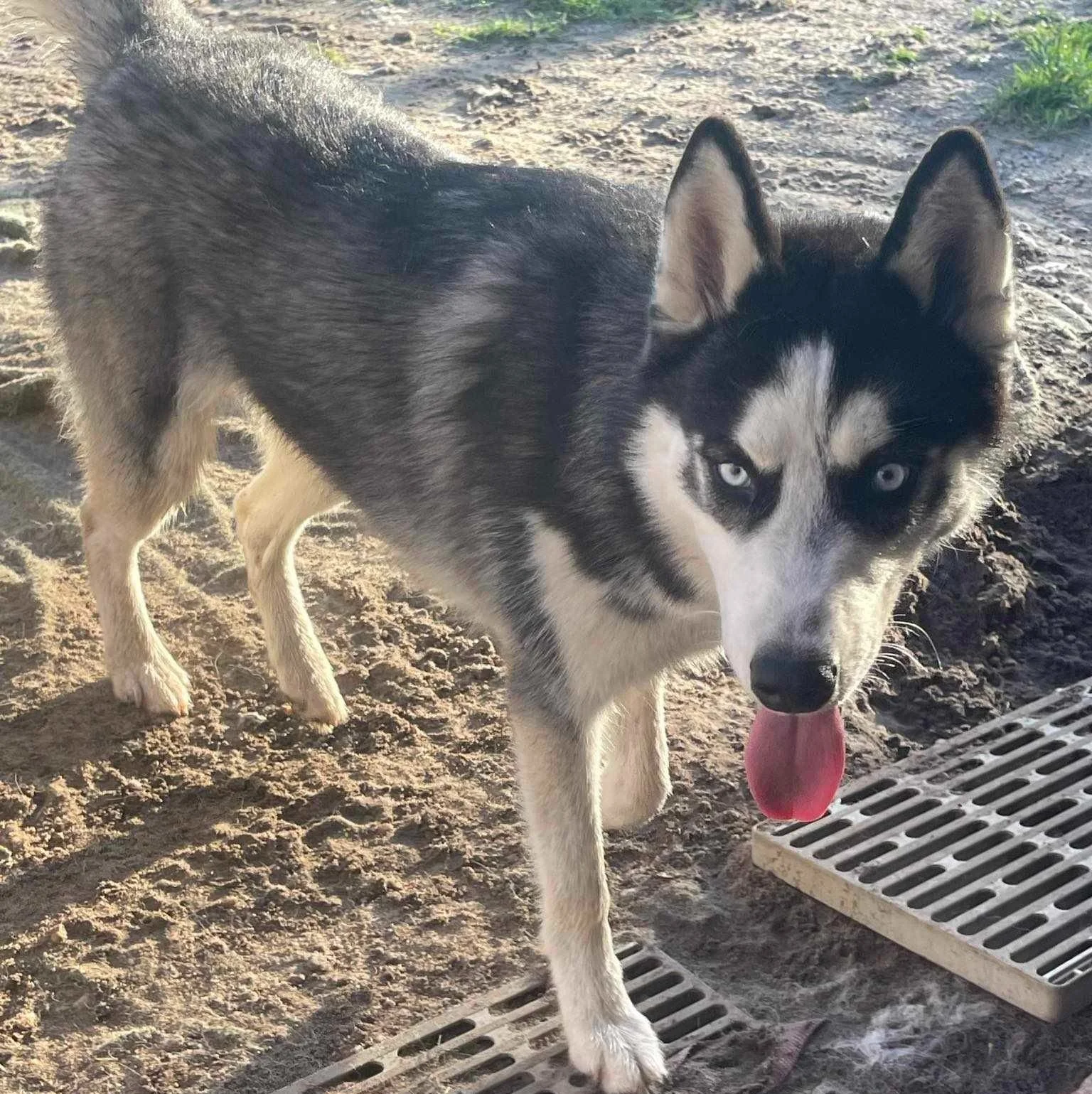 Huskies Available for Adoption — Rocky Road Husky Rescue