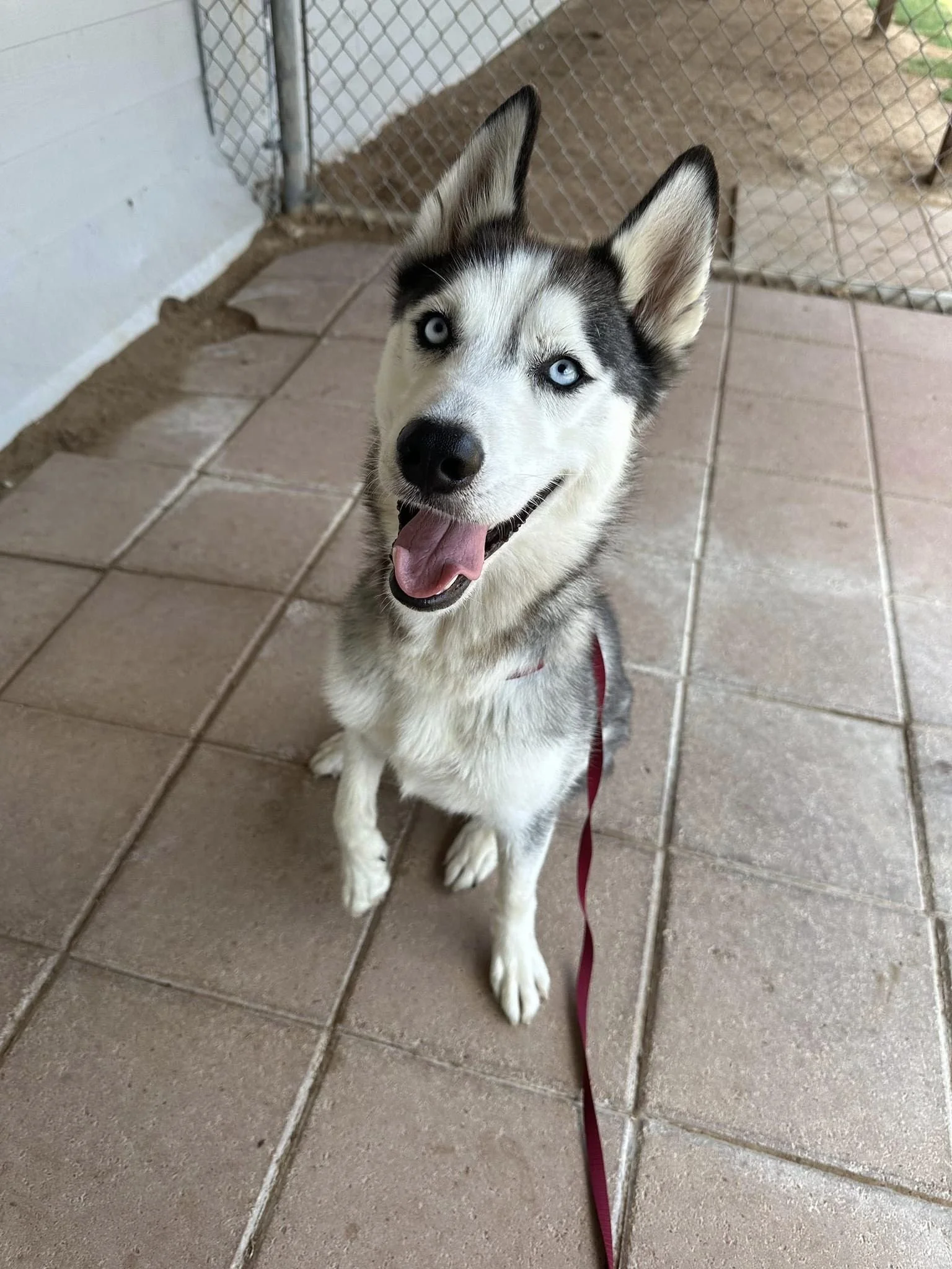 Huskies Available for Adoption — Rocky Road Husky Rescue