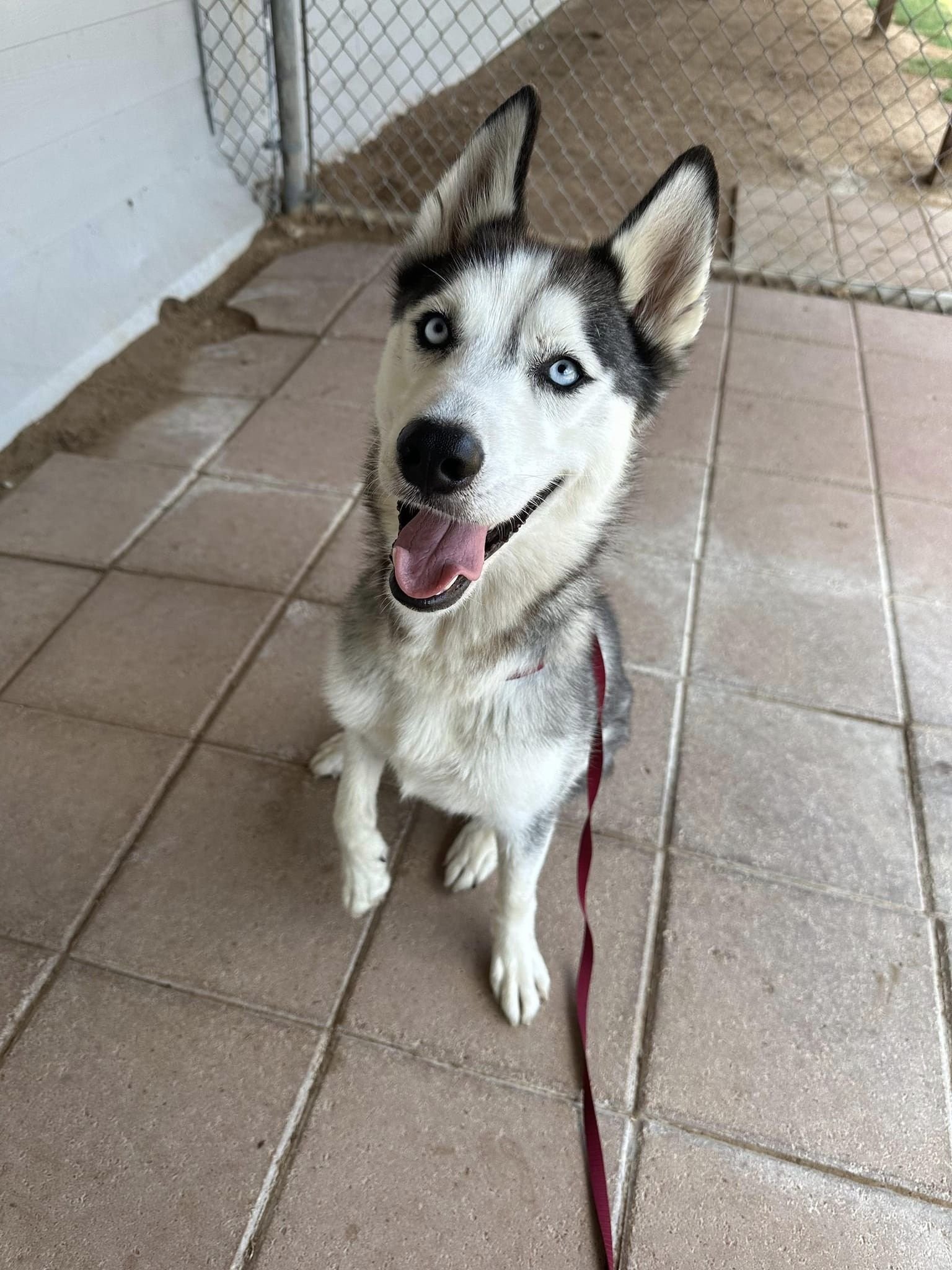 Huskies Available for Adoption — Rocky Road Husky Rescue