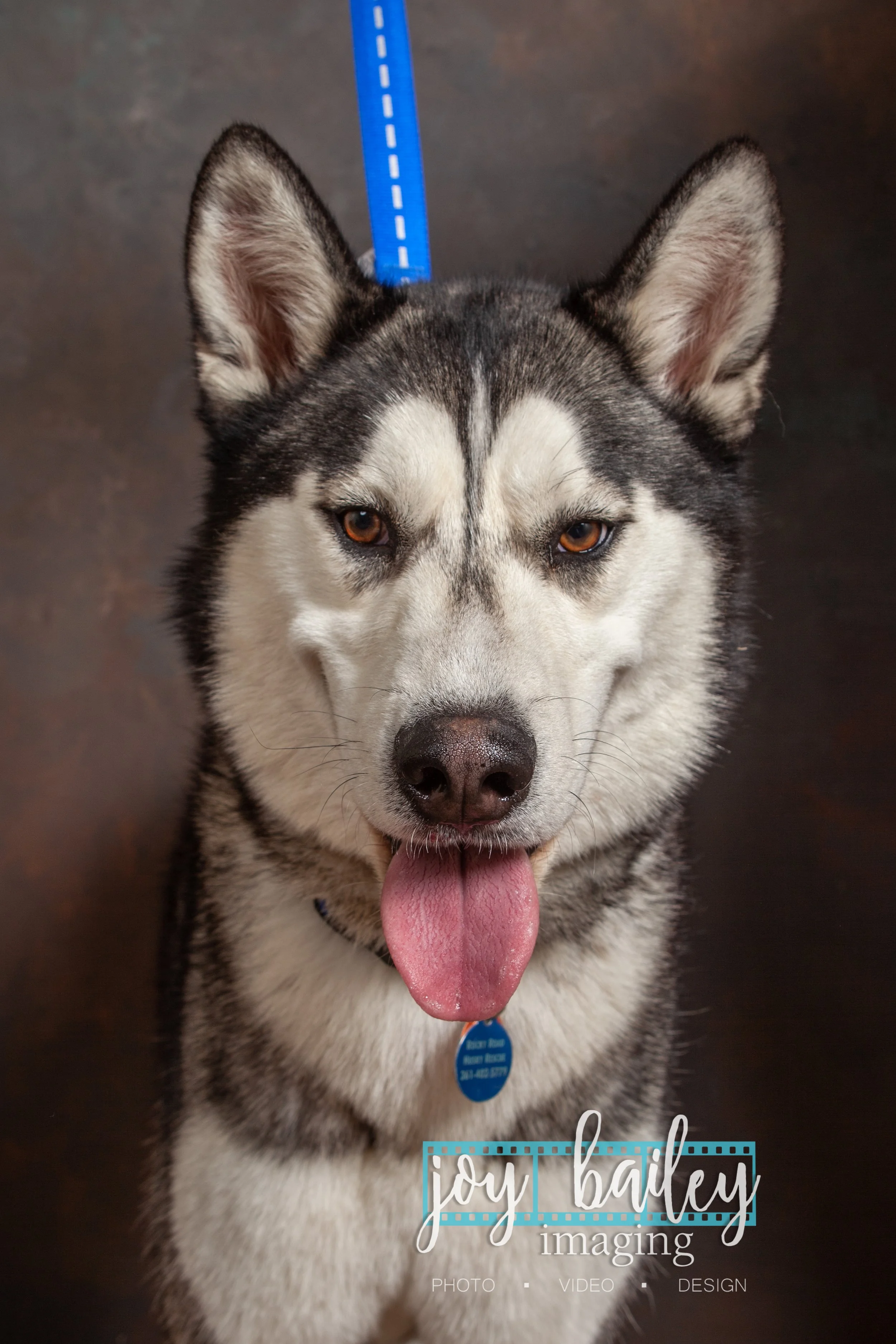 Huskies Available for Adoption — Rocky Road Husky Rescue