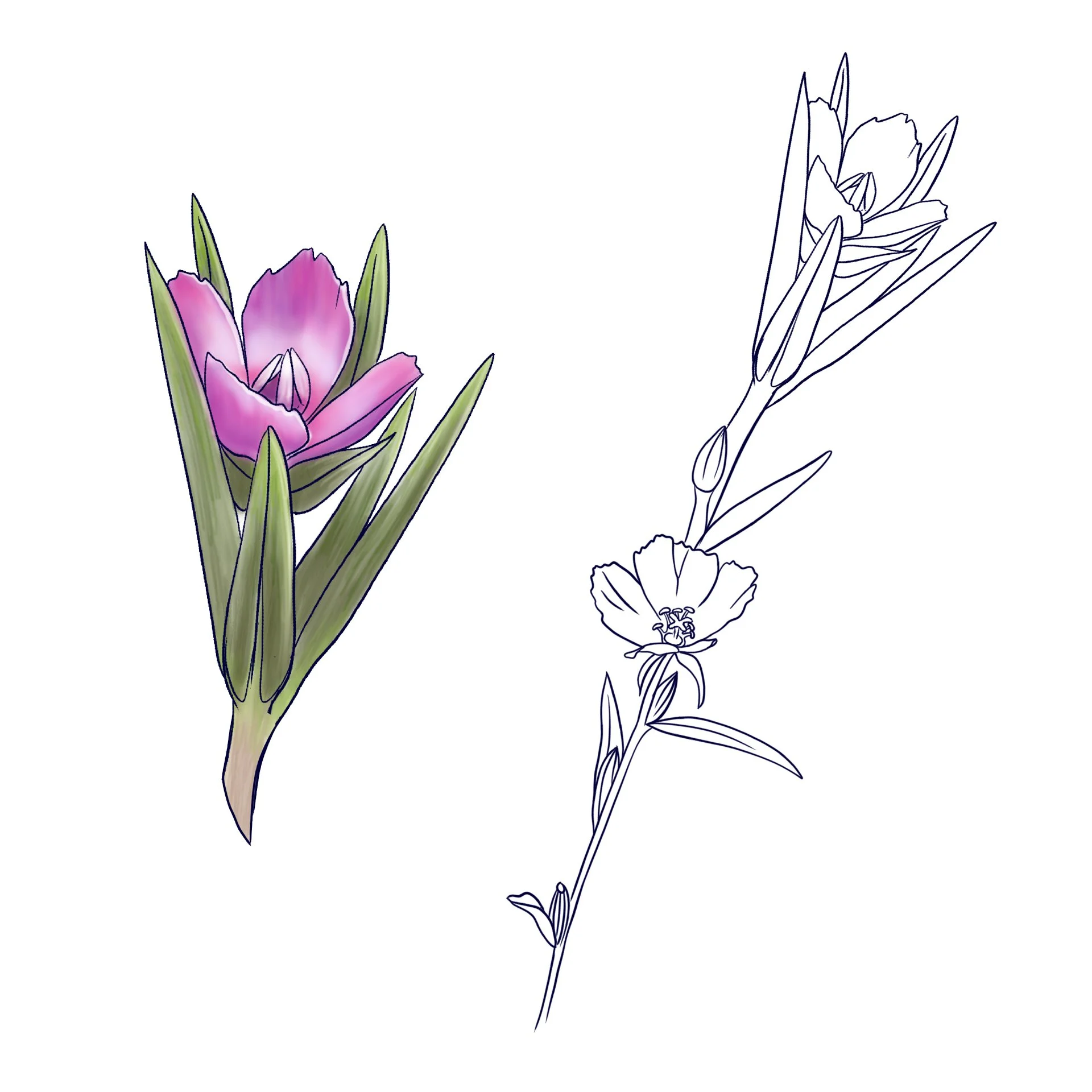 Wildflower Facts — Youth Arts Collective