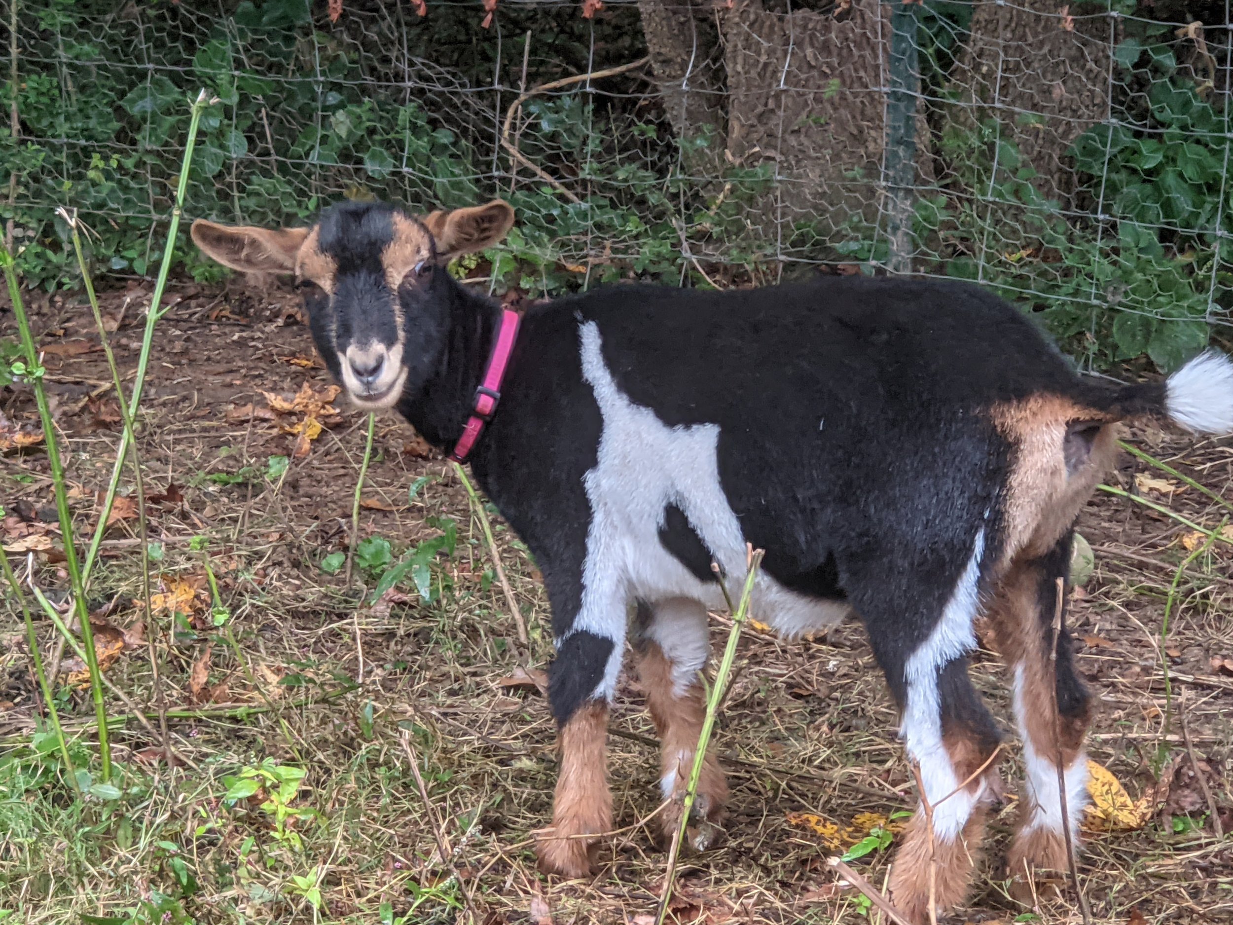 Goats — Cotton Creek Farm