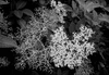 "Lady Elder Tree: Northern Plant Animism & Witchcraft" (Hopkins ...