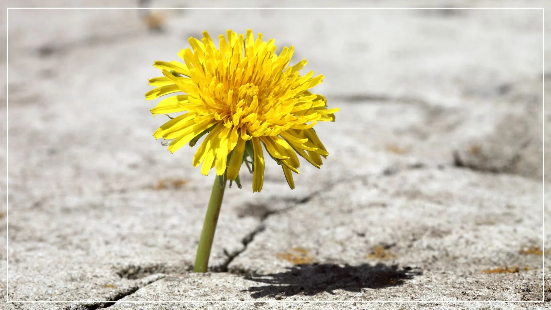 31 Light Hearted Life Reminders For Your Soul | Spirited Earthling